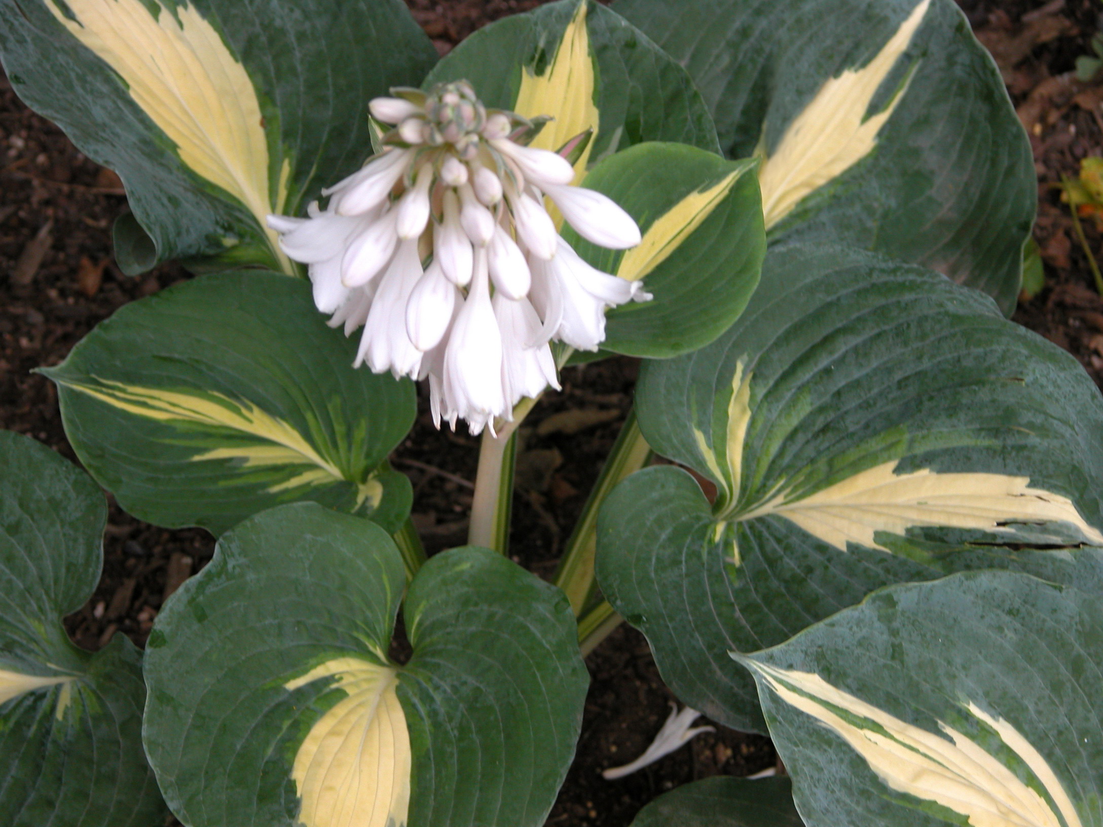 Hosta Thunderbolt